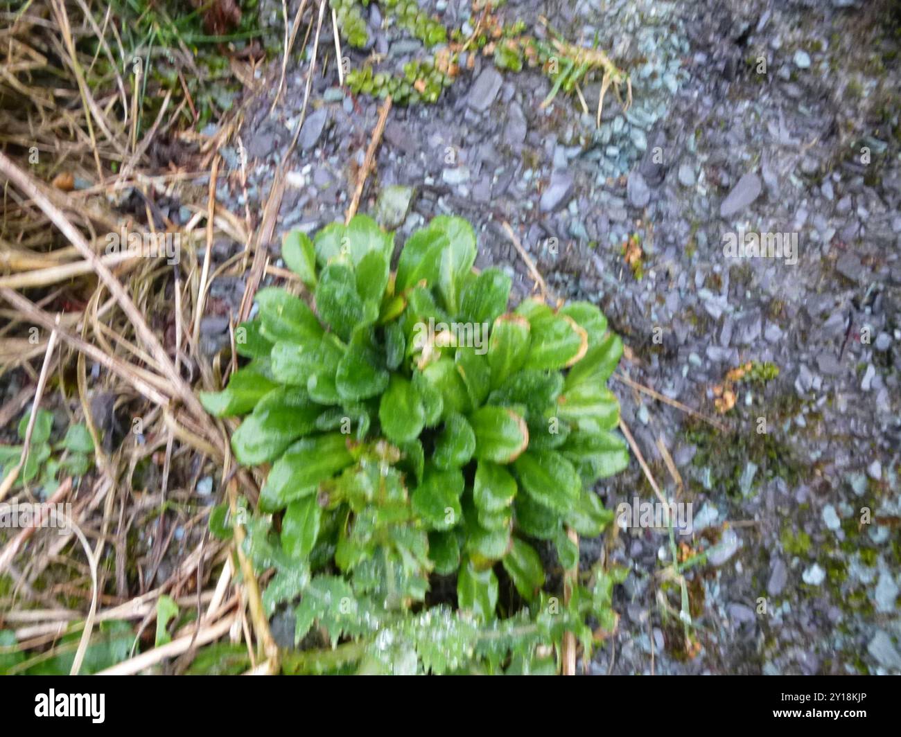 vascular plants (Tracheophyta) Plantae Stock Photo - Alamy