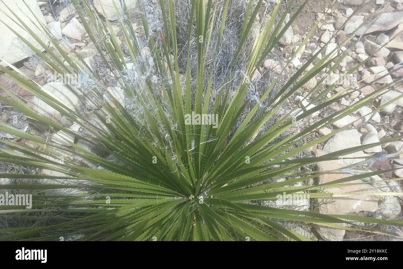 Smooth Sotol (Dasylirion leiophyllum) Plantae Stock Photo - Alamy