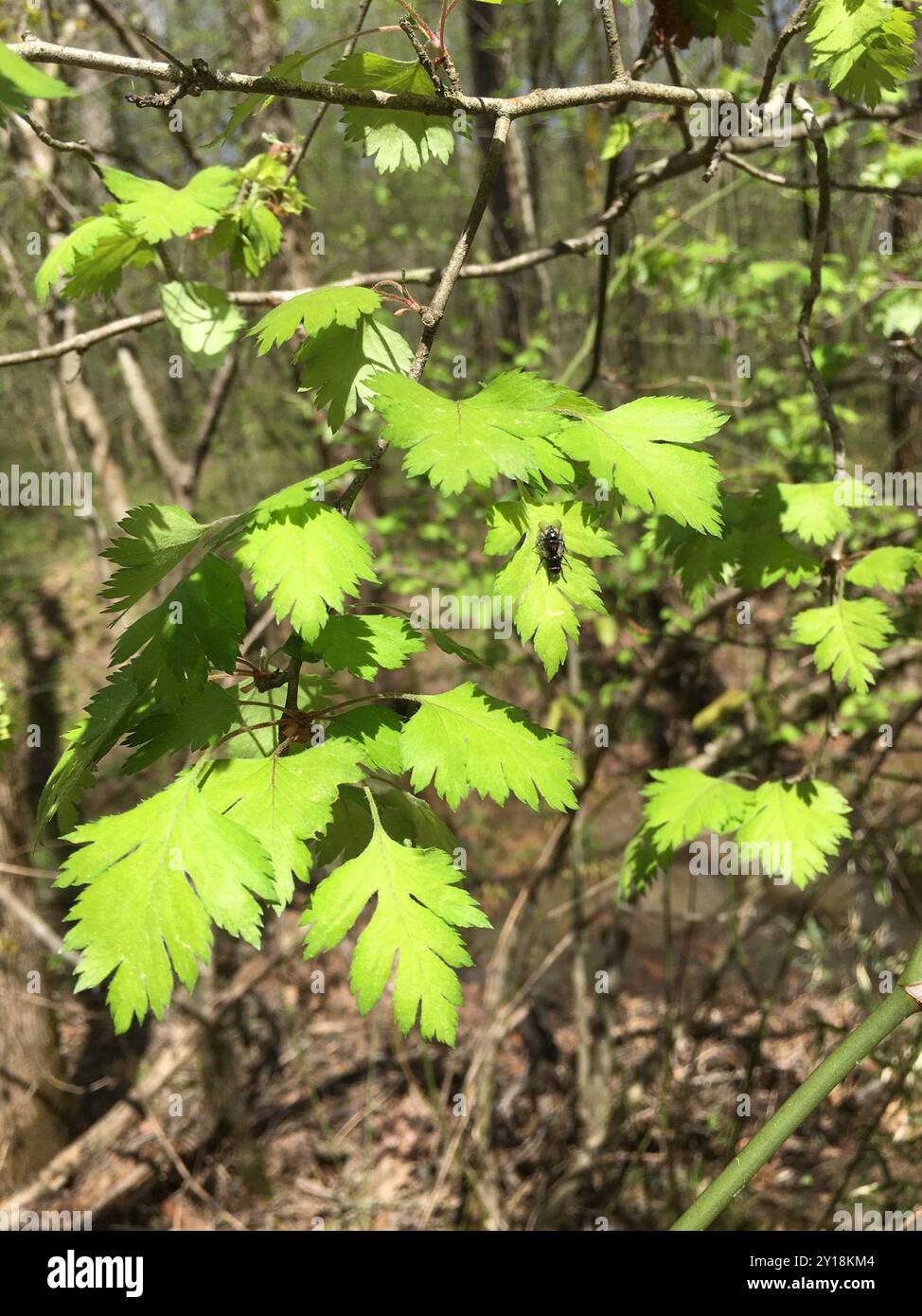 parsley hawthorn (Crataegus marshallii) Plantae Stock Photo - Alamy