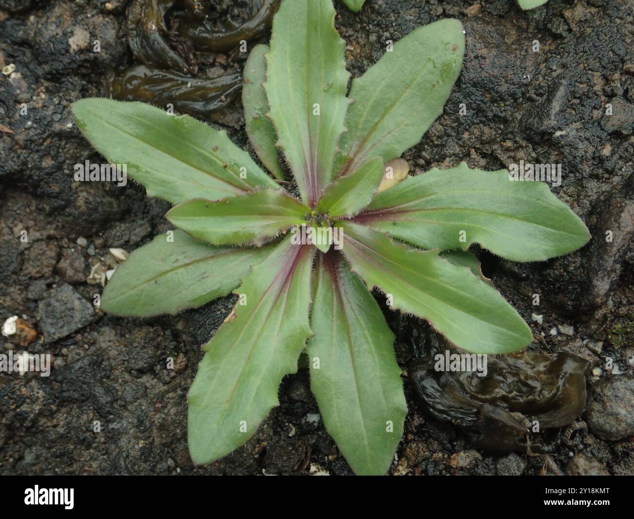 dwarf plantain (Plantago virginica) Plantae Stock Photo - Alamy