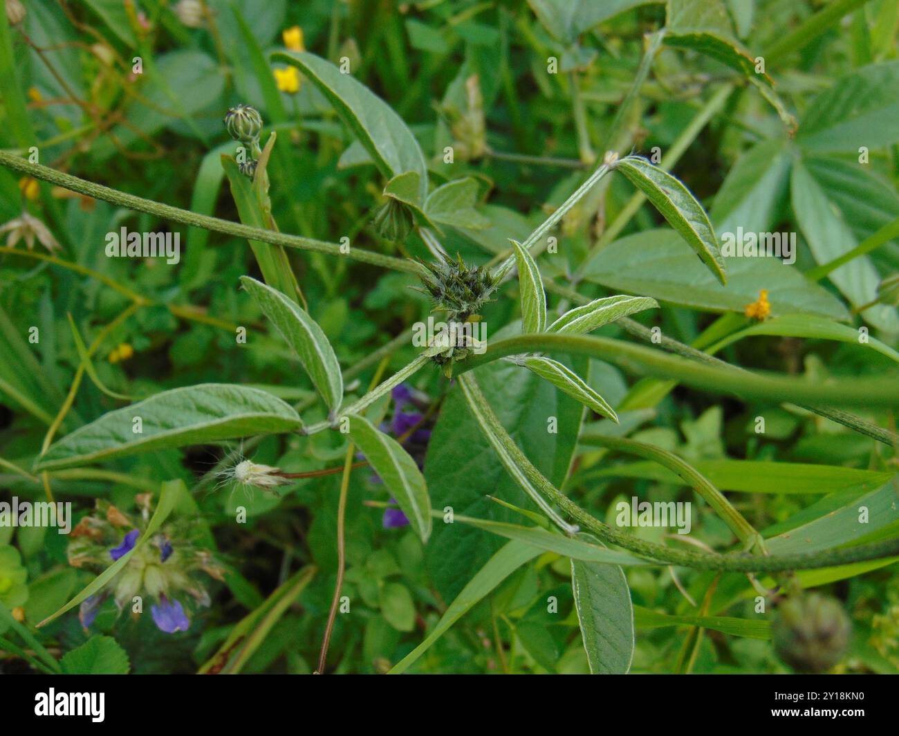 arabian pea (Bituminaria bituminosa) Plantae Stock Photo - Alamy