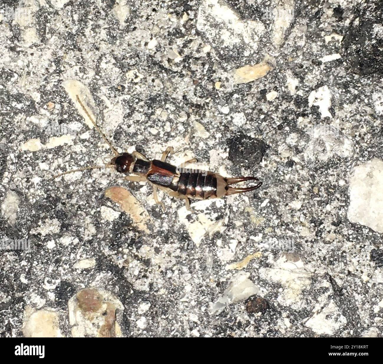 Shore Earwig (Labidura riparia) Insecta Stock Photo - Alamy