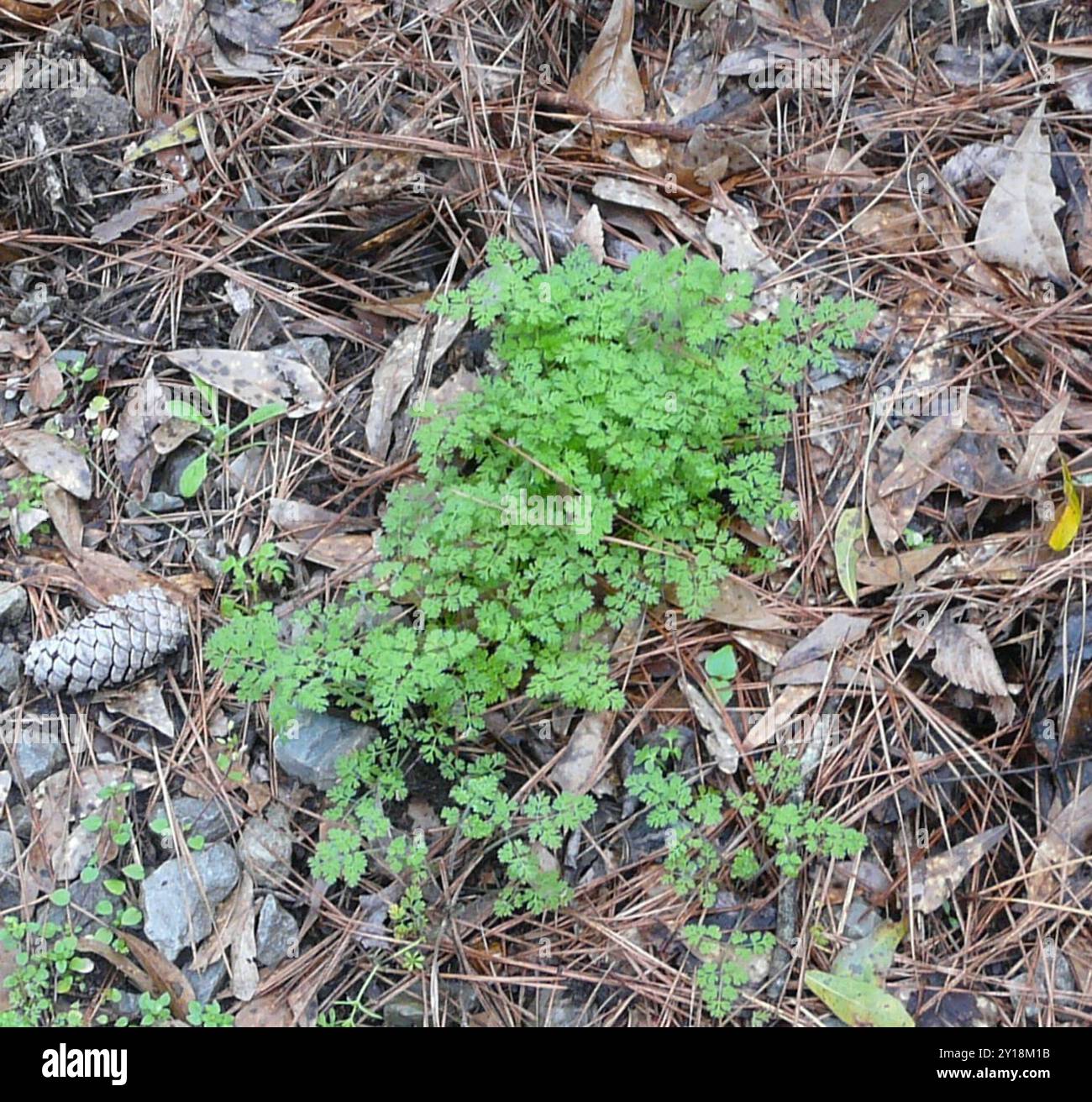 carrot family (Apiaceae) Plantae Stock Photo - Alamy