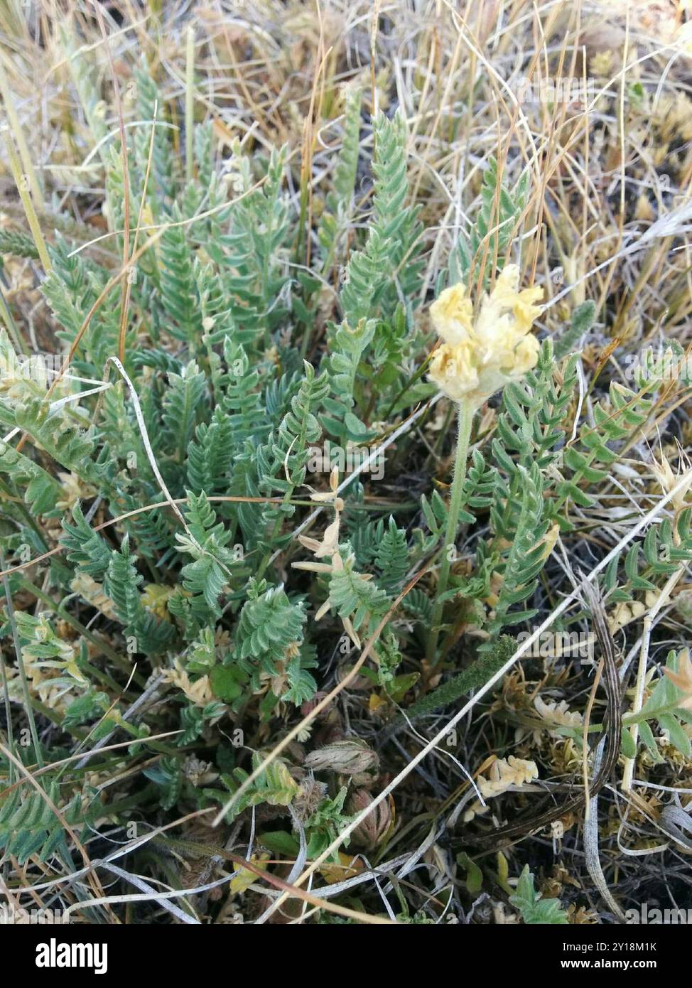 field locoweed (Oxytropis campestris) Plantae Stock Photo - Alamy