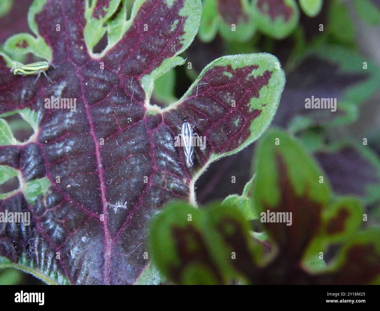 (Sibovia sagata) Insecta Stock Photo - Alamy