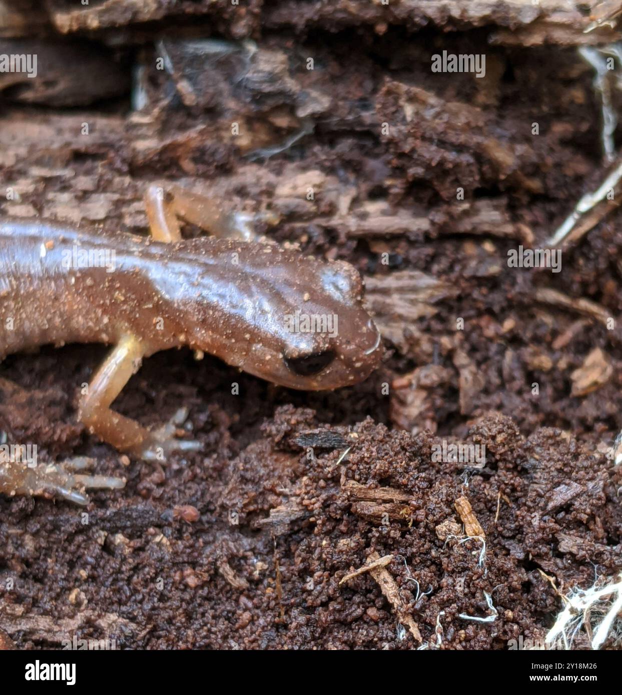 Ensatina (Ensatina eschscholtzii) Amphibia Stock Photo - Alamy