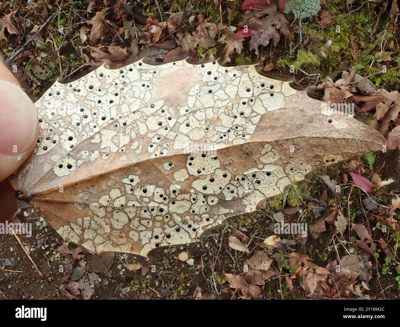 Map Fungus (Coccomyces dentatus) Fungi Stock Photo - Alamy