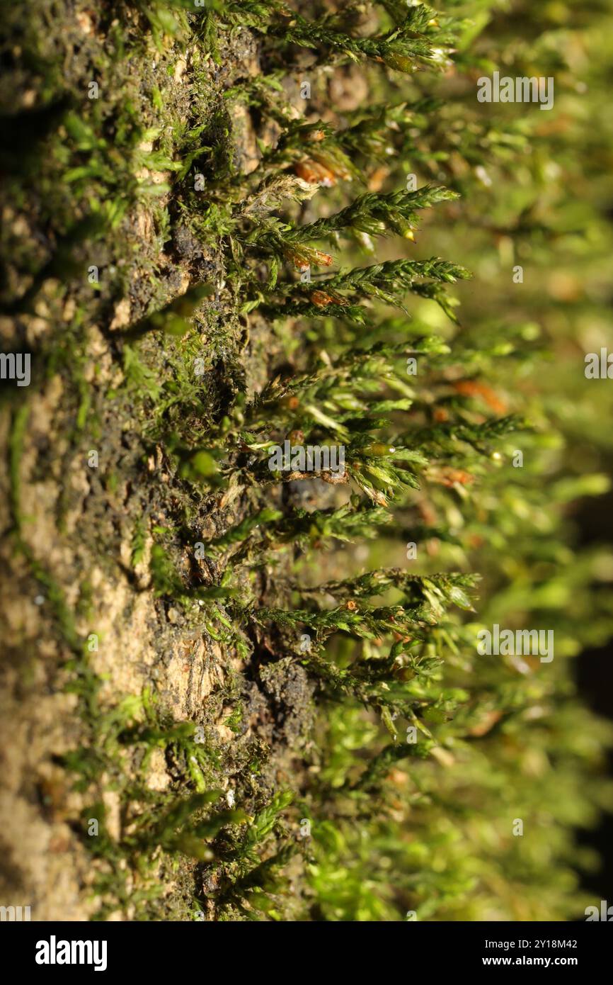 Lateral Cryphaea (Cryphaea heteromalla) Plantae Stock Photo - Alamy
