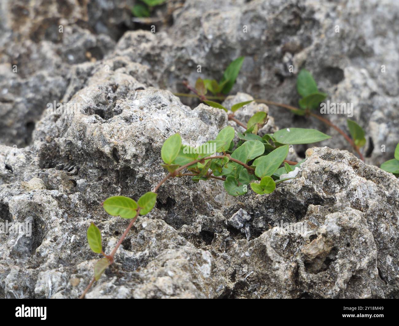 skunk vine (Paederia foetida) Plantae Stock Photo - Alamy