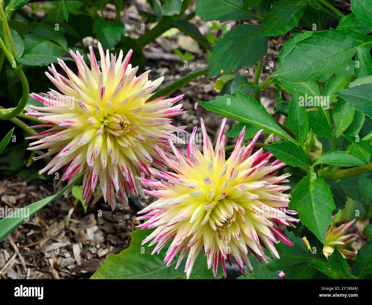 Two delightfully delicate cactus dahlia flowers of light yellow color with crimson strokes on ...