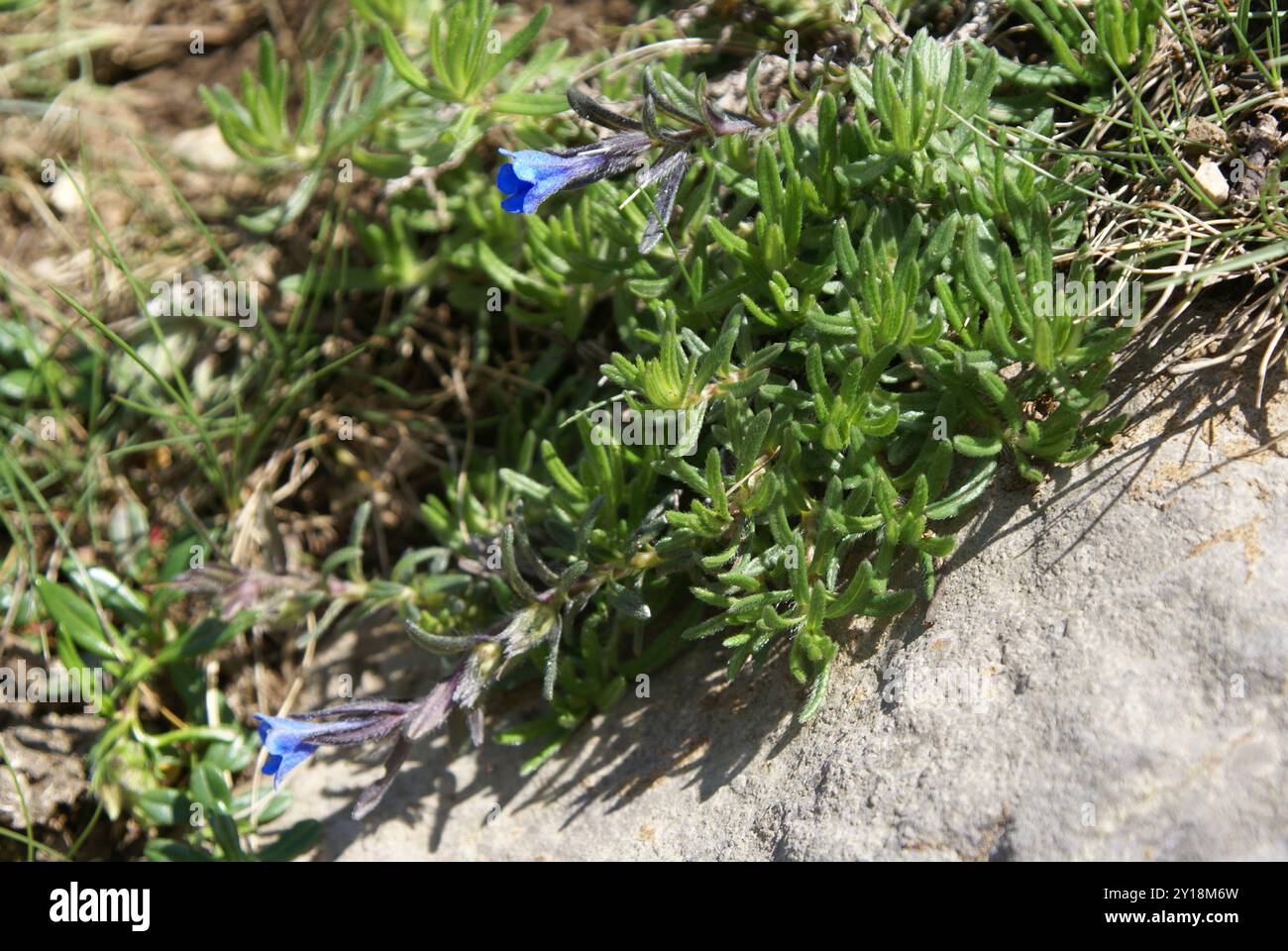 creeping gromwell (Glandora prostrata) Plantae Stock Photo - Alamy