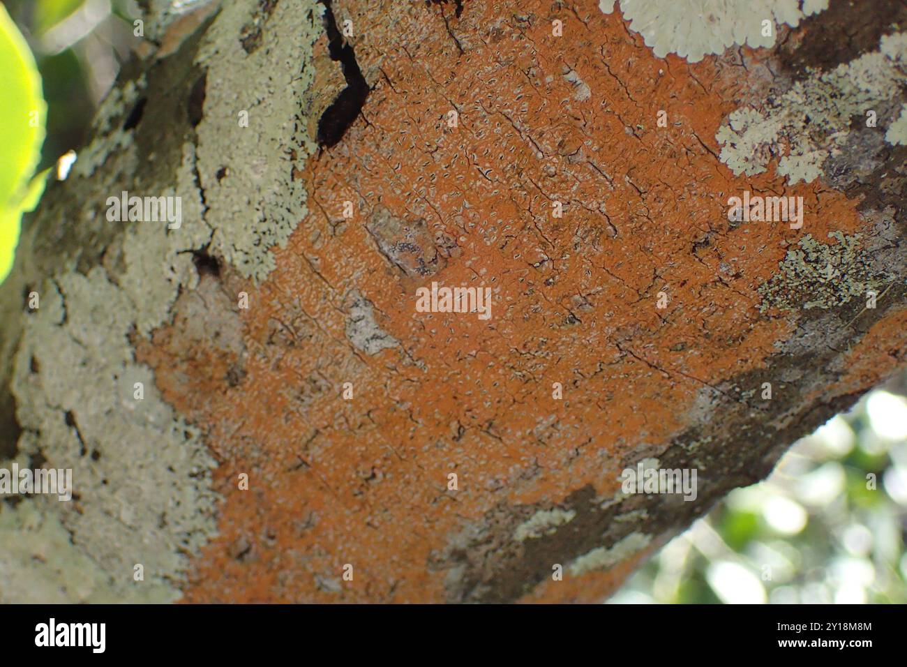 Bark Rash Lichen (Pyrenula cruenta) Fungi Stock Photo - Alamy