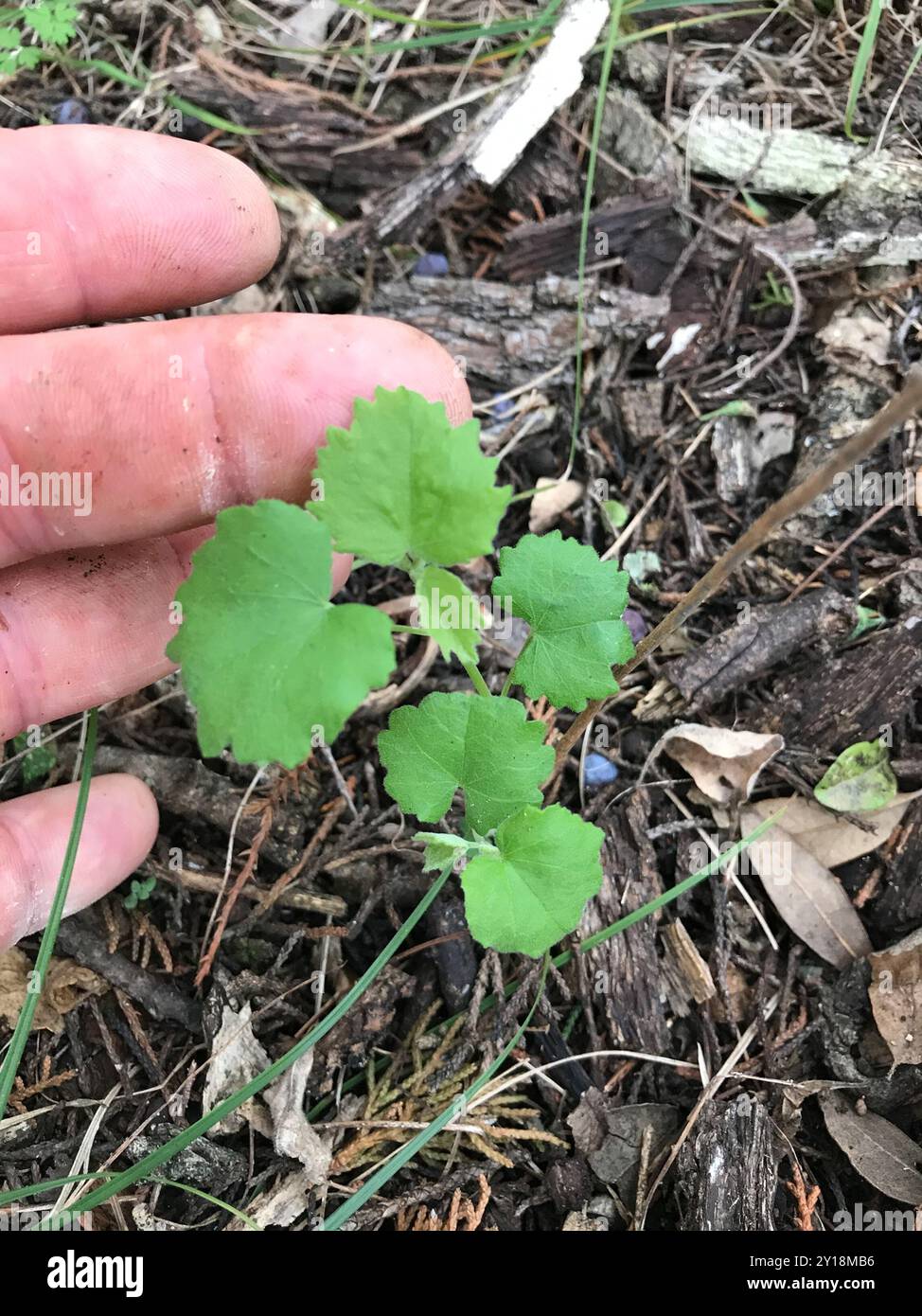 sweet Indian Mallow (Abutilon fruticosum) Plantae Stock Photo - Alamy