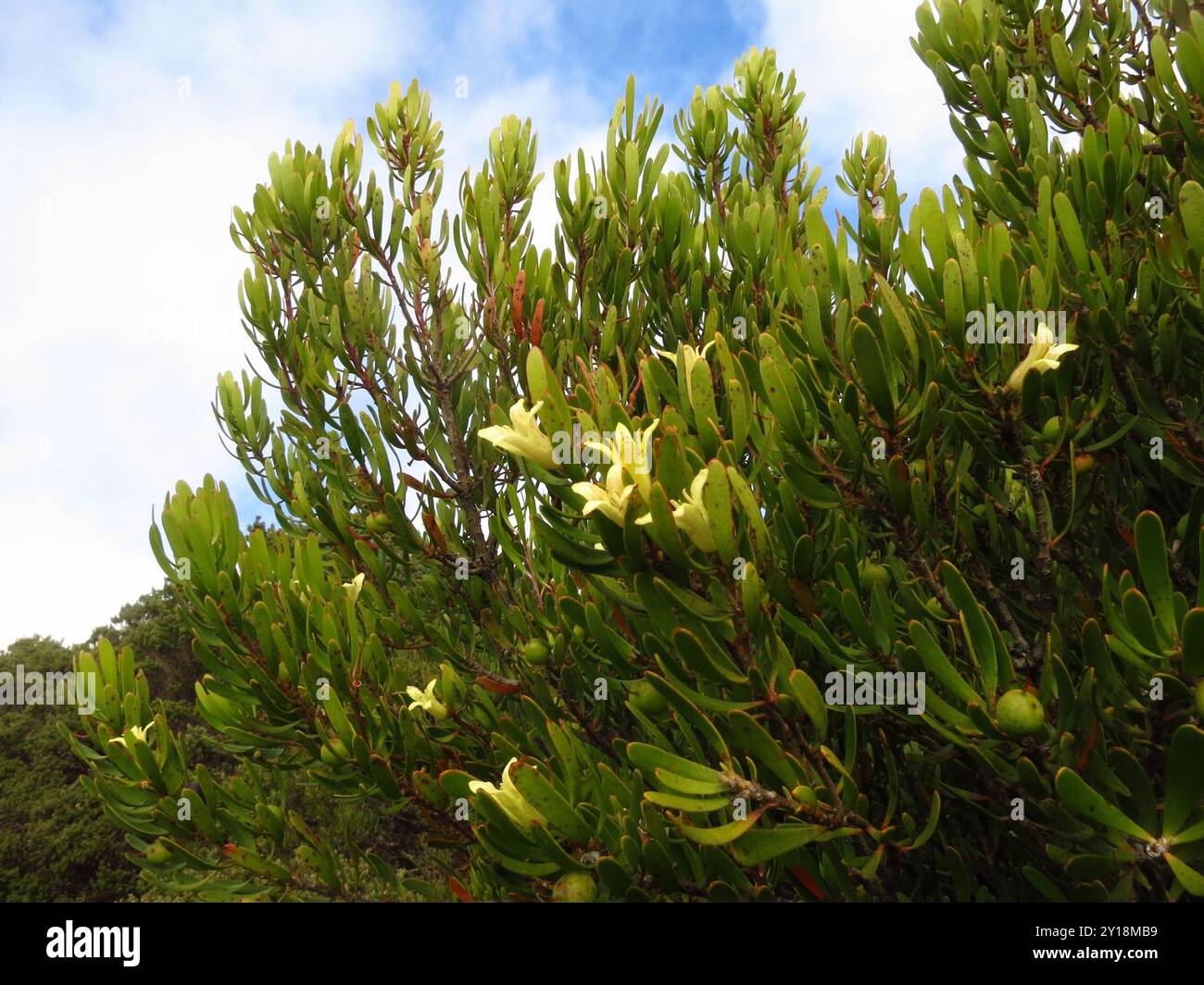 (Persoonia muelleri) Plantae Stock Photo - Alamy