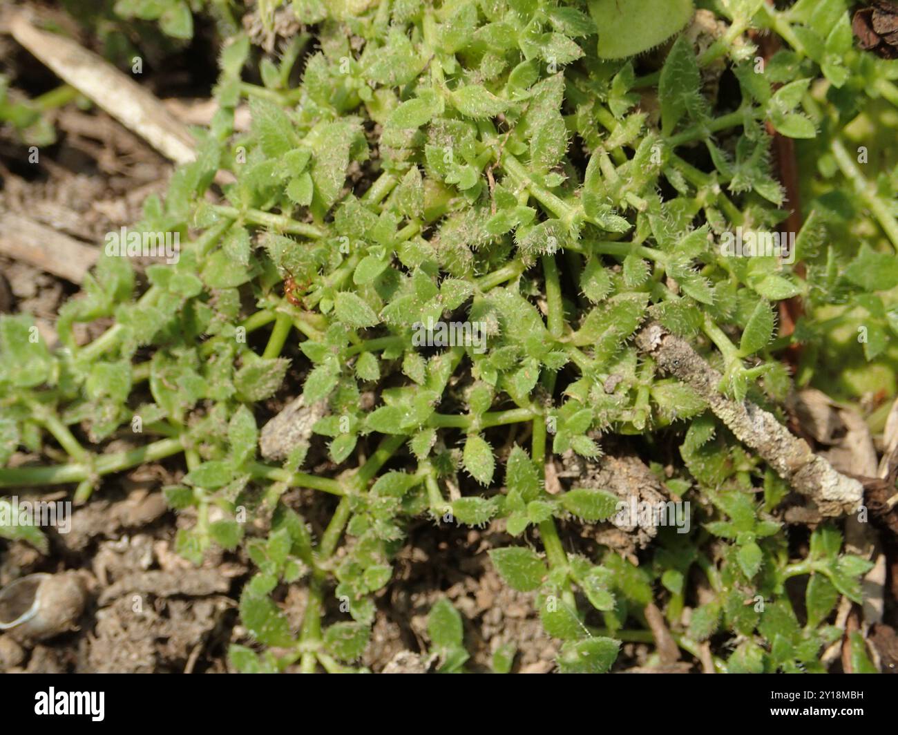 Creeping Dentella (Dentella repens) Plantae Stock Photo - Alamy