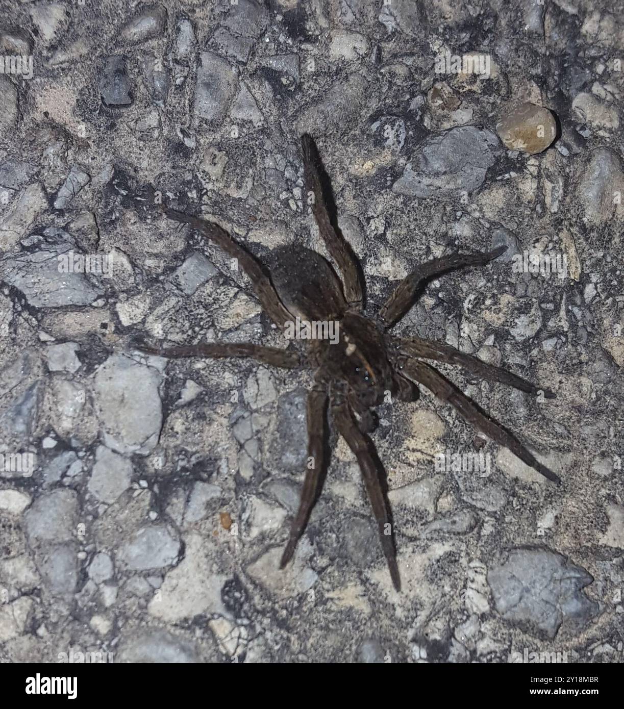 Wetland Giant Wolf Spider (Tigrosa helluo) Arachnida Stock Photo - Alamy