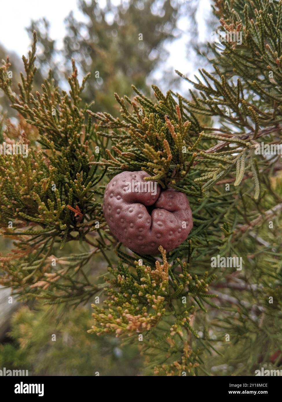 juniper-apple rust (Gymnosporangium juniperi-virginianae) Fungi Stock ...