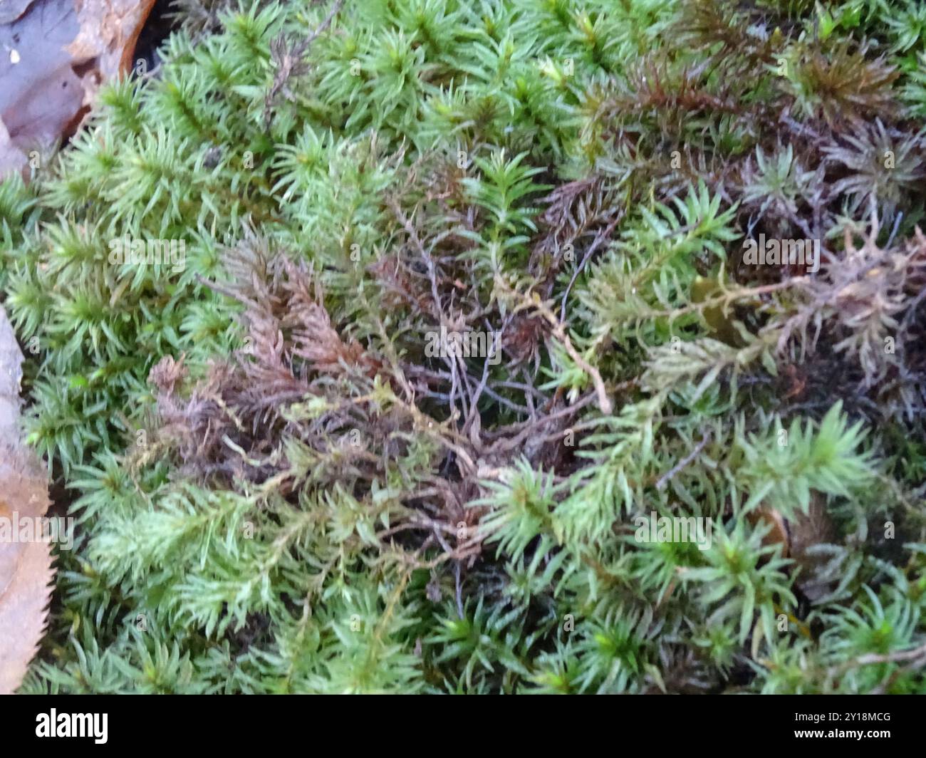 Smoothcap Mosses (Atrichum) Plantae Stock Photo - Alamy