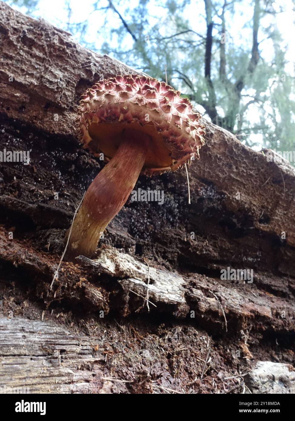 Boletellus emodensis hi-res stock photography and images - Alamy