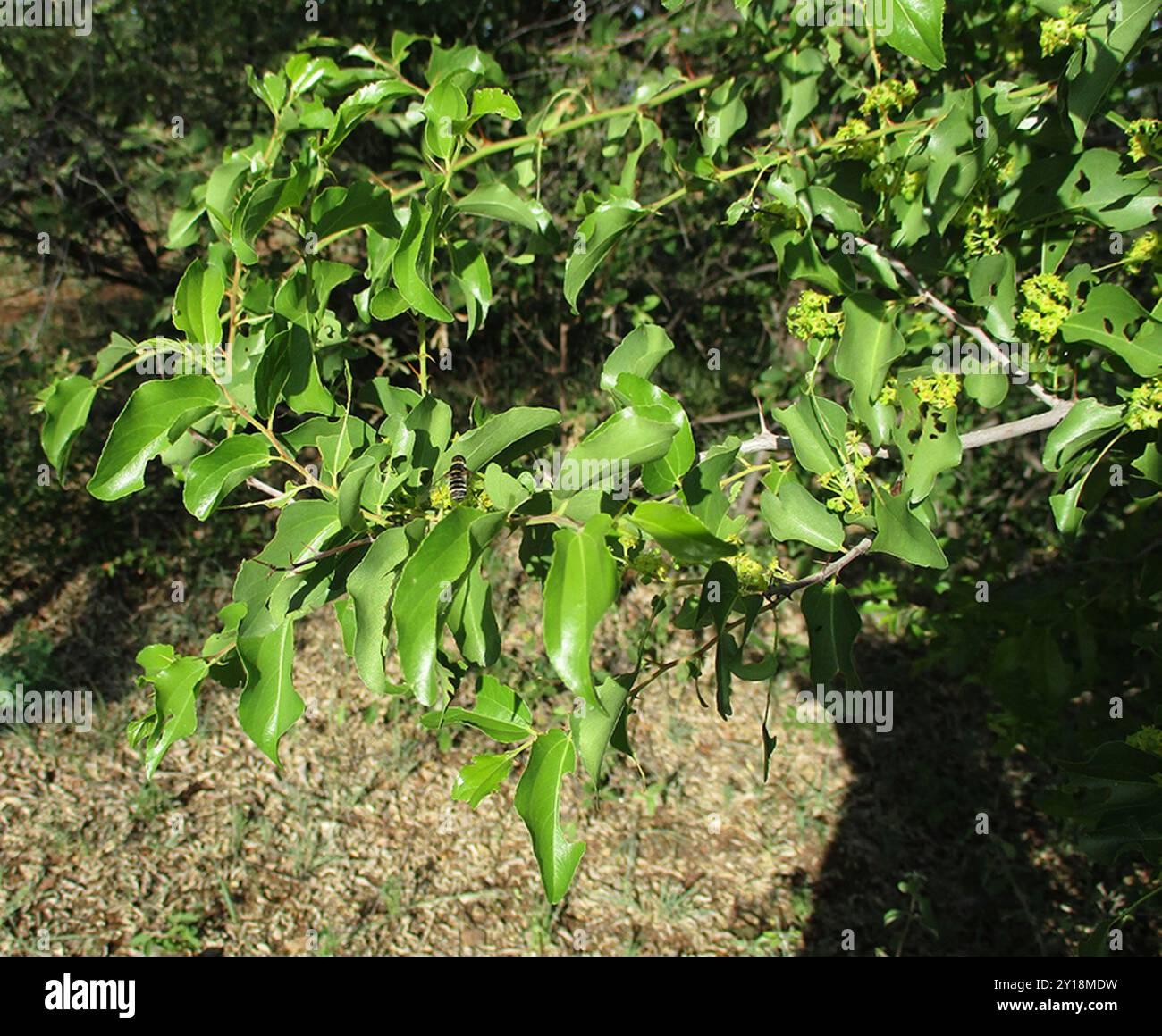 buffalo-thorn (Ziziphus mucronata) Plantae Stock Photo - Alamy