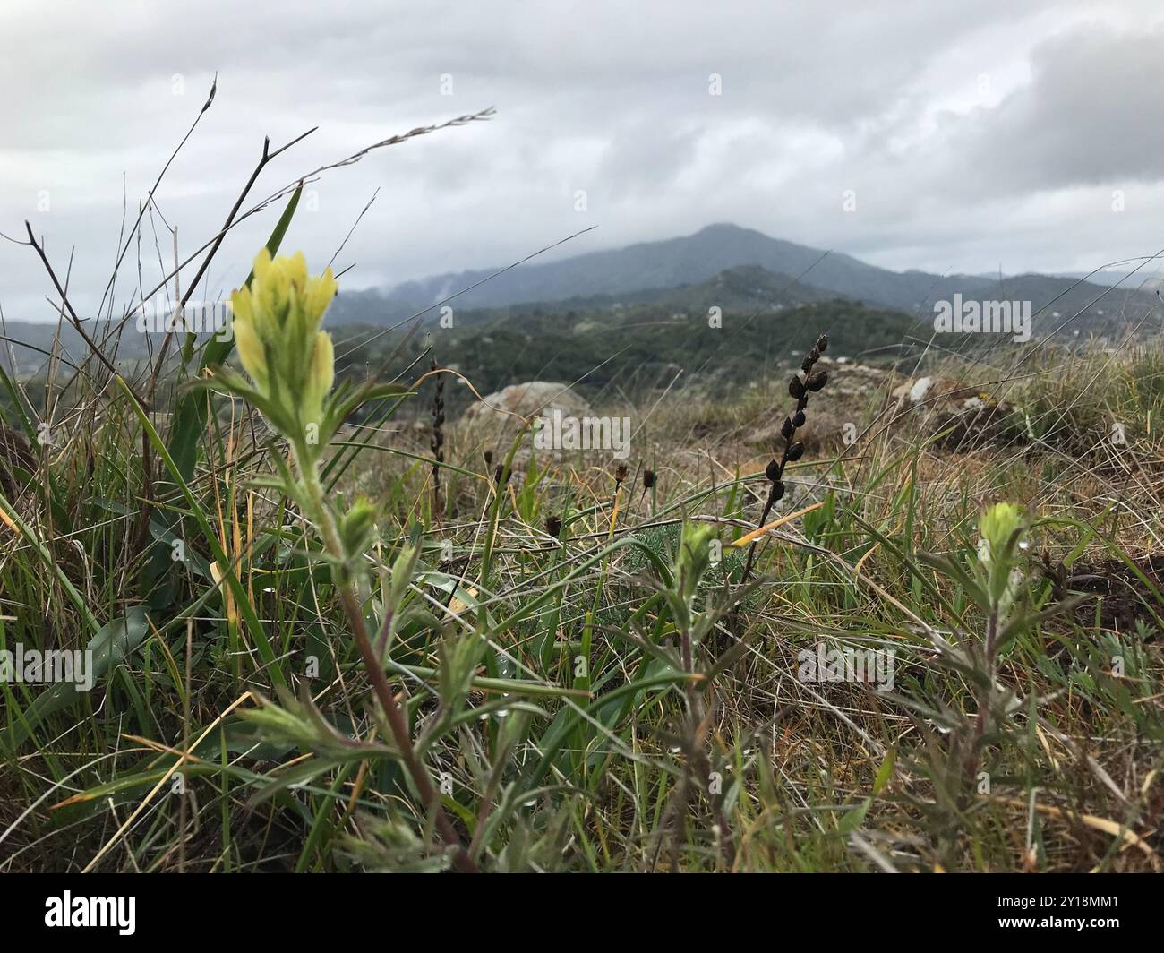 Tiburon paintbrush (Castilleja affinis neglecta) Plantae Stock Photo ...