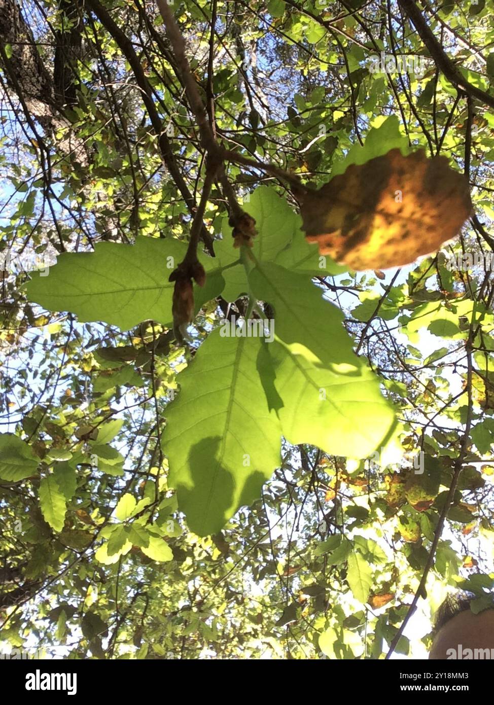 Portuguese oak (Quercus faginea) Plantae Stock Photo - Alamy
