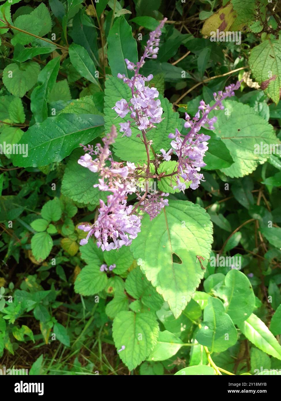 pink fly bush (Plectranthus fruticosus) Plantae Stock Photo - Alamy