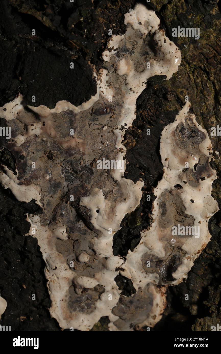 Brittle Cinder (Kretzschmaria deusta) Fungi Stock Photo - Alamy