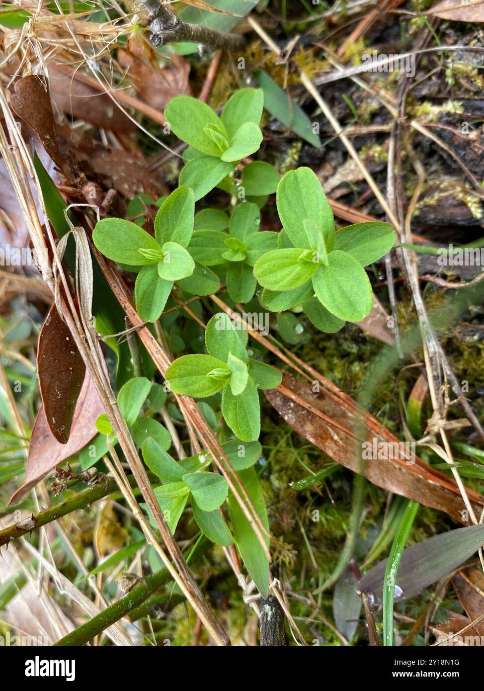 Dwarf St. John's Wort (Hypericum mutilum) Plantae Stock Photo - Alamy
