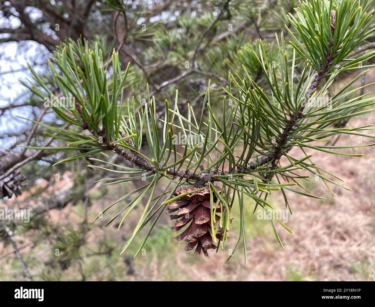 Virginia pine (Pinus virginiana) Plantae Stock Photo - Alamy
