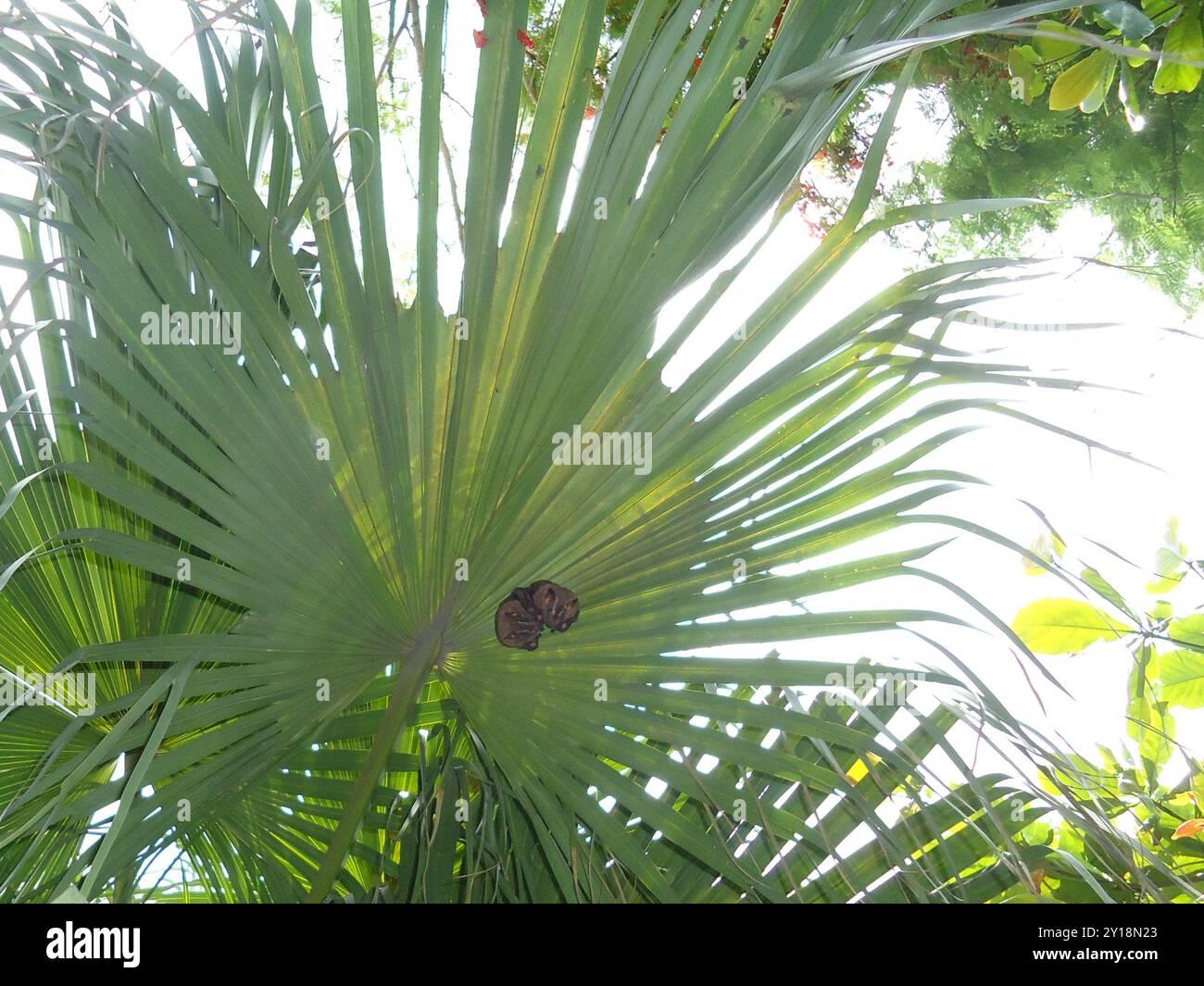 Artibeus lituratus hi-res stock photography and images - Alamy