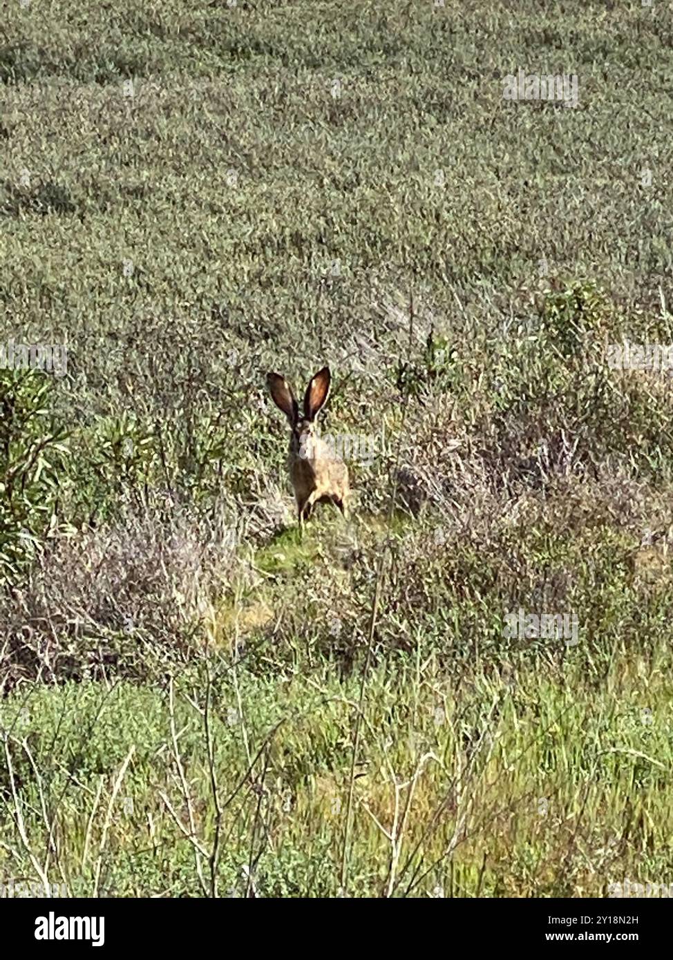 Black-tailed Jackrabbit (Lepus californicus) Mammalia Stock Photo - Alamy