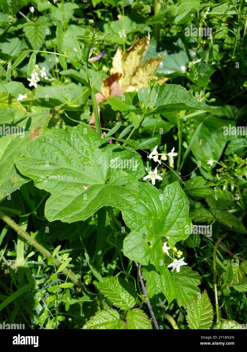 coastal manroot (Marah oregana) Plantae Stock Photo - Alamy