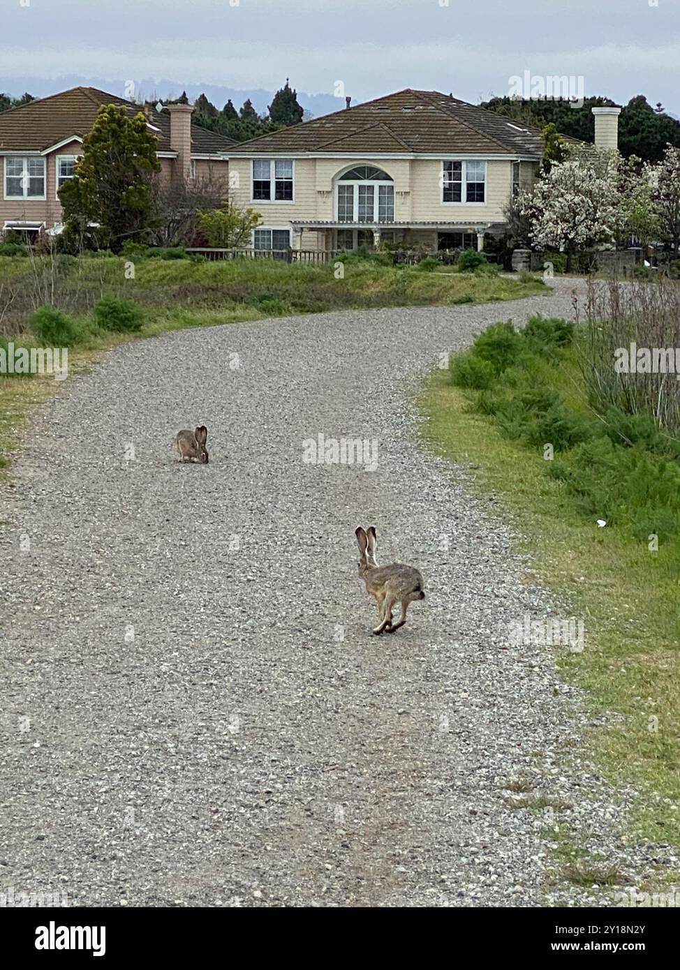 Black-tailed Jackrabbit (Lepus californicus) Mammalia Stock Photo - Alamy