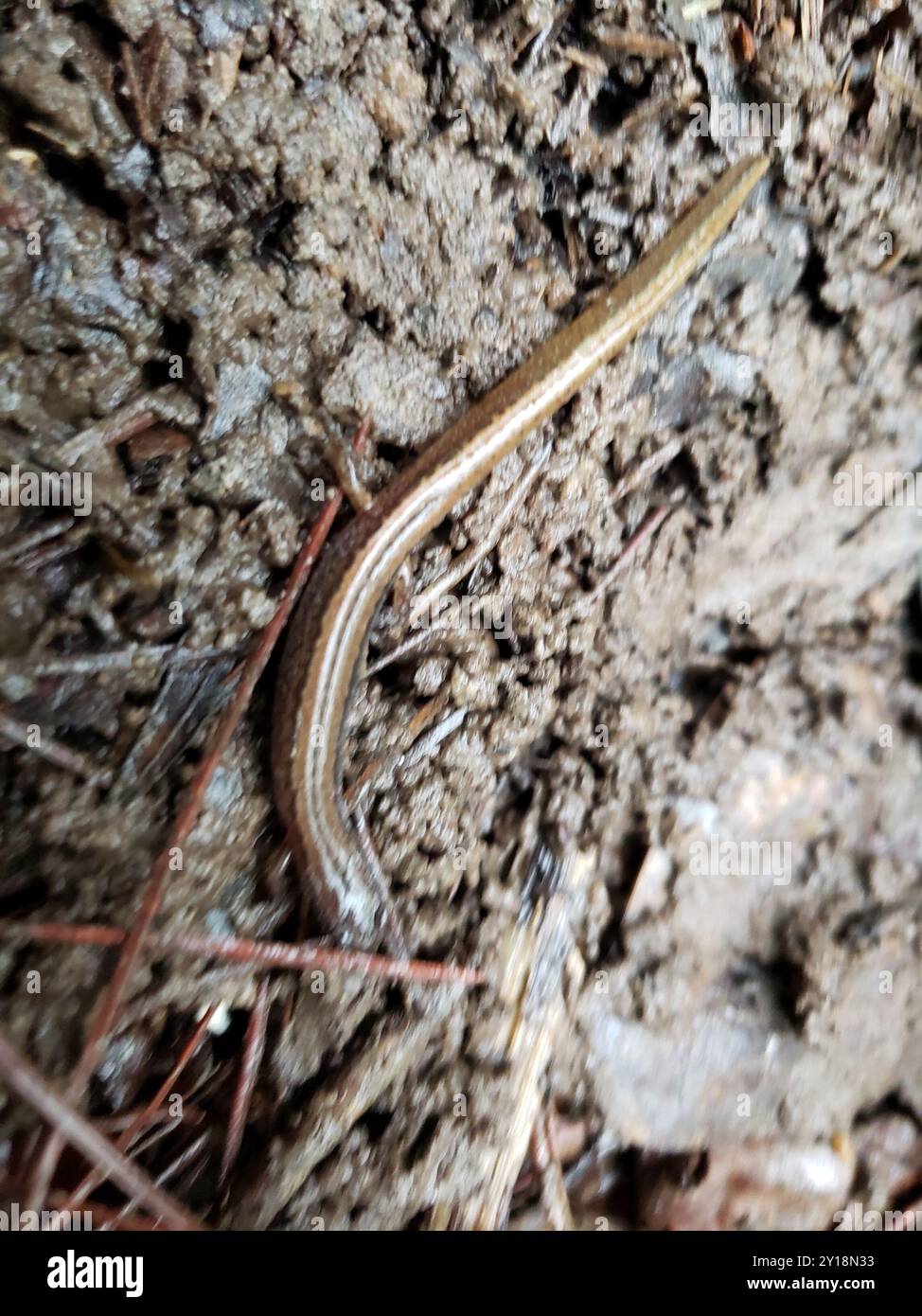 Western Dwarf Salamander (Eurycea paludicola) Amphibia Stock Photo - Alamy