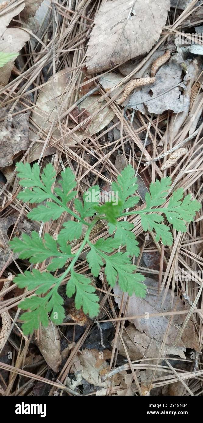 ferns (Polypodiopsida) Plantae Stock Photo - Alamy