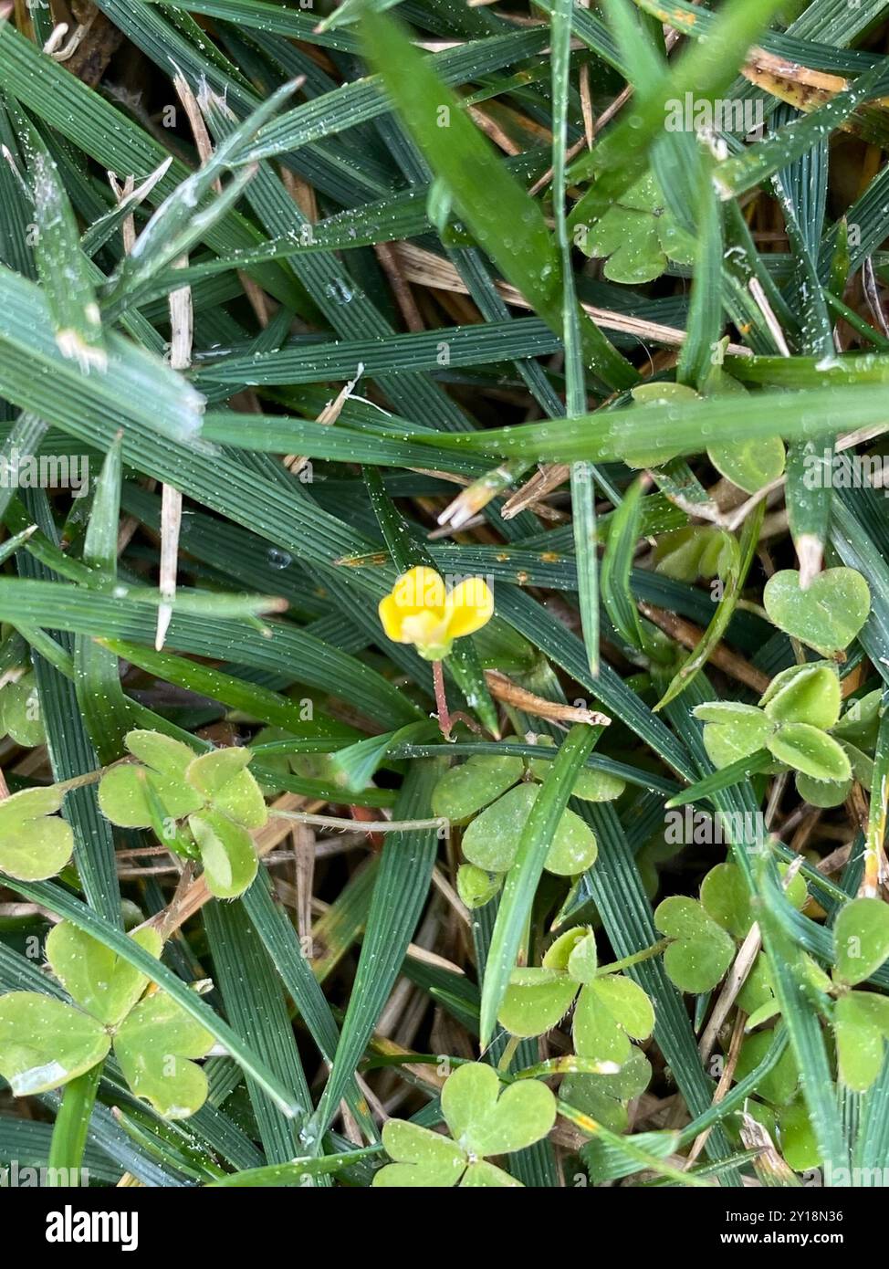 bur clover (Medicago polymorpha) Plantae Stock Photo - Alamy