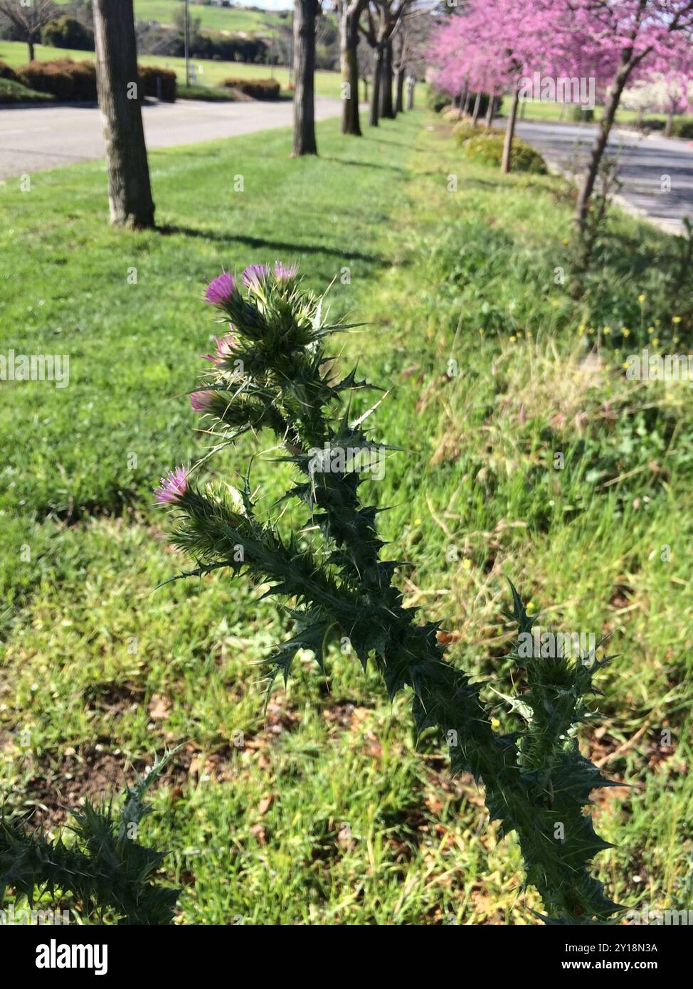 Slender Thistle (Carduus tenuiflorus) Plantae Stock Photo - Alamy