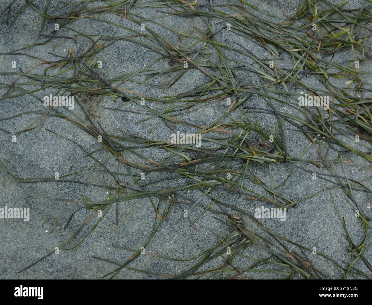 Japanese Eelgrass (Zostera japonica) Plantae Stock Photo - Alamy