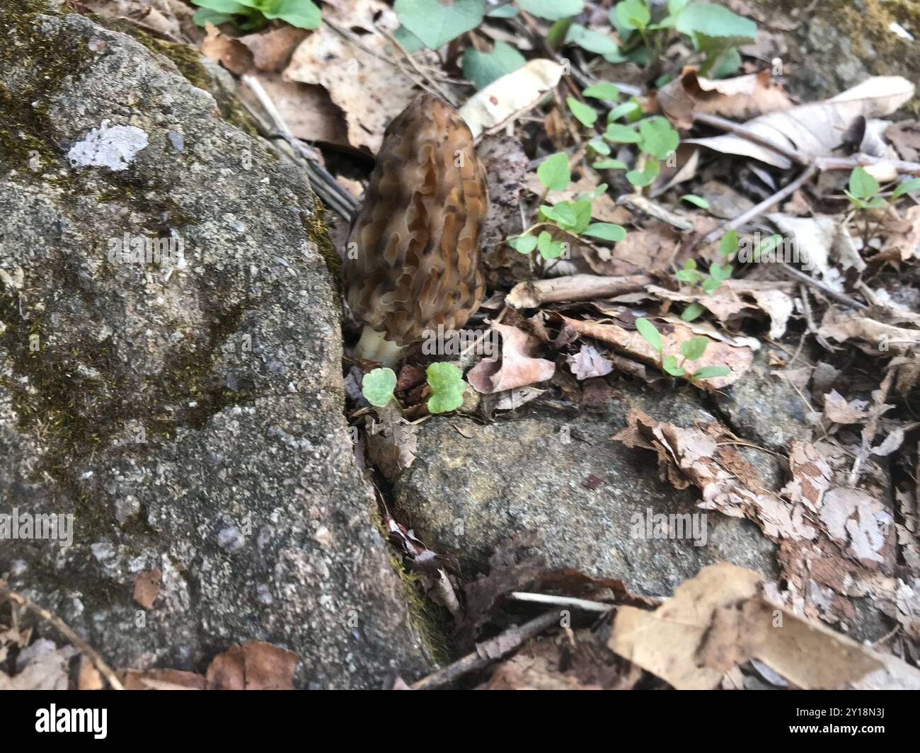 true morels (Morchella) Fungi Stock Photo - Alamy