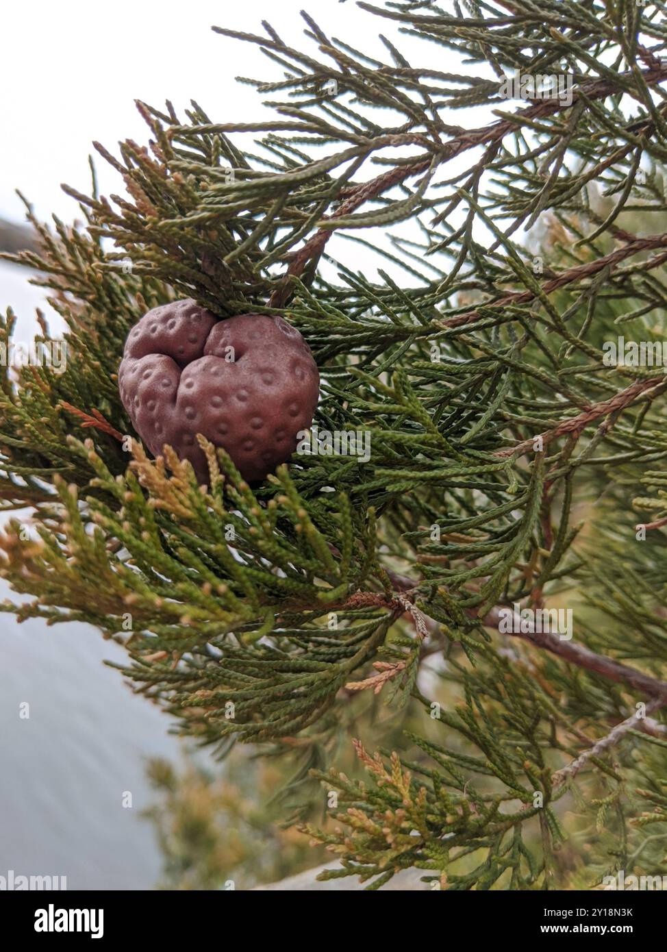 juniper-apple rust (Gymnosporangium juniperi-virginianae) Fungi Stock ...