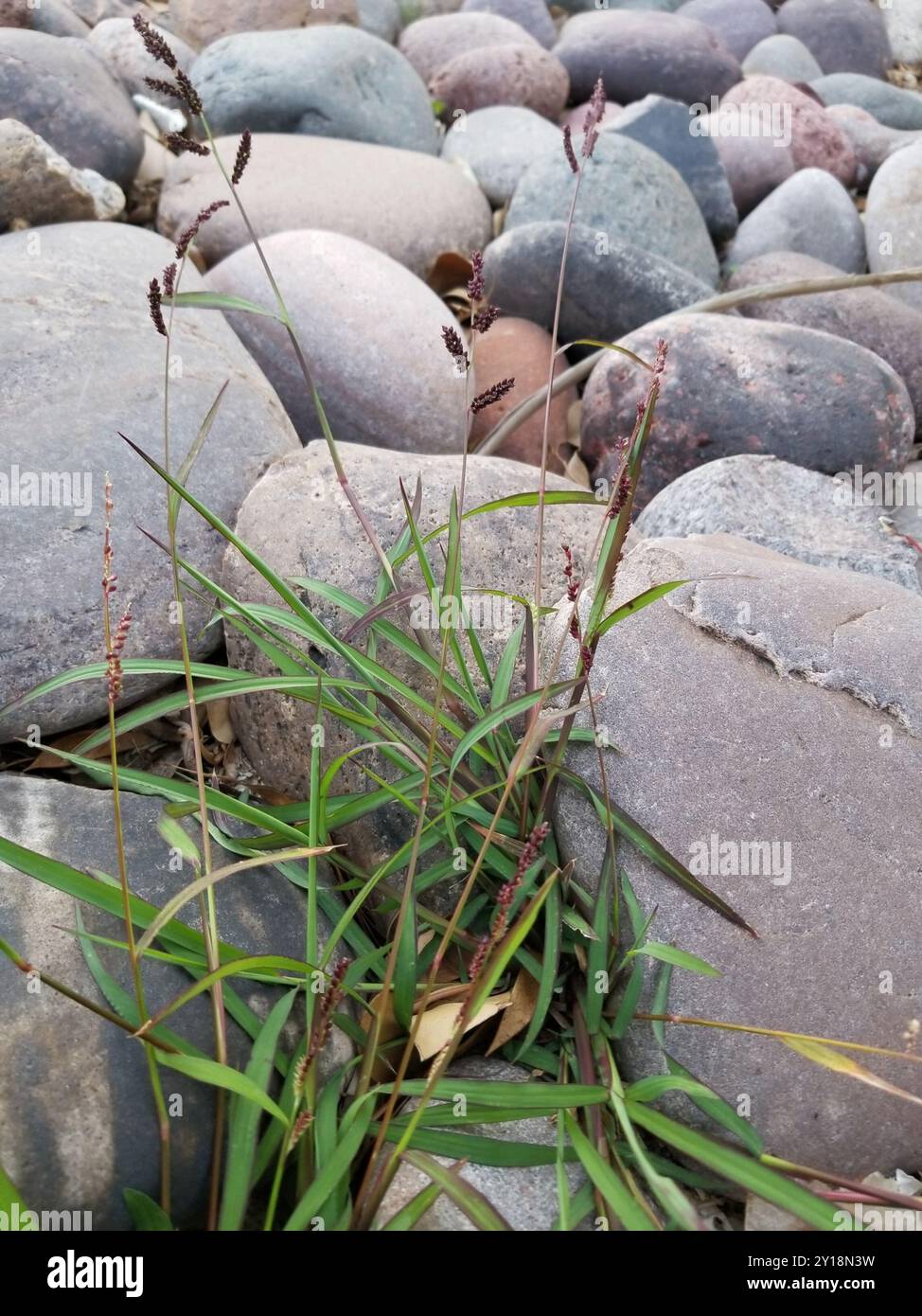 Jungle Rice (Echinochloa colonum) Plantae Stock Photo - Alamy