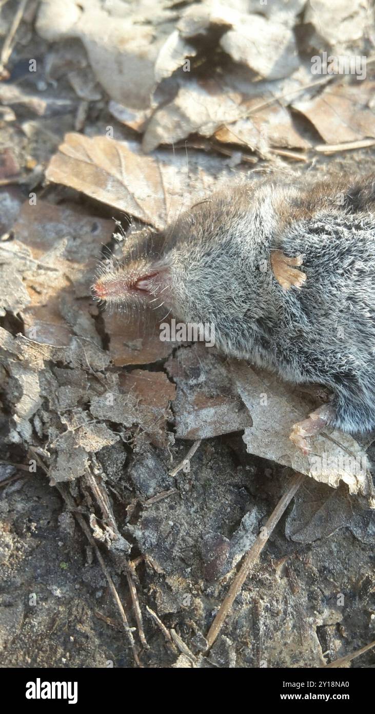 Musk shrews hi-res stock photography and images - Alamy