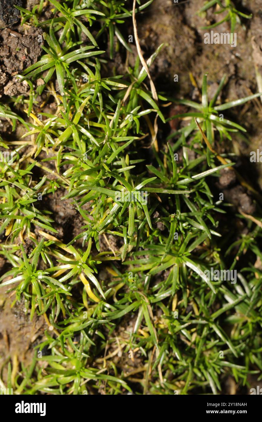 Procumbent Pearlwort (Sagina procumbens) Plantae Stock Photo - Alamy