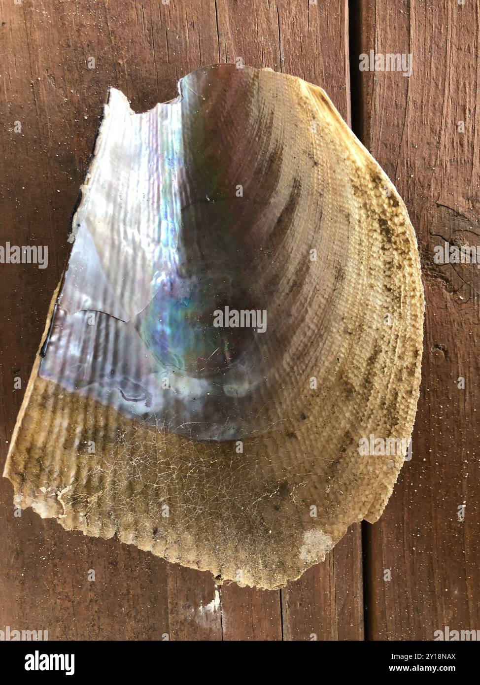 Atrina hi-res stock photography and images - Alamy