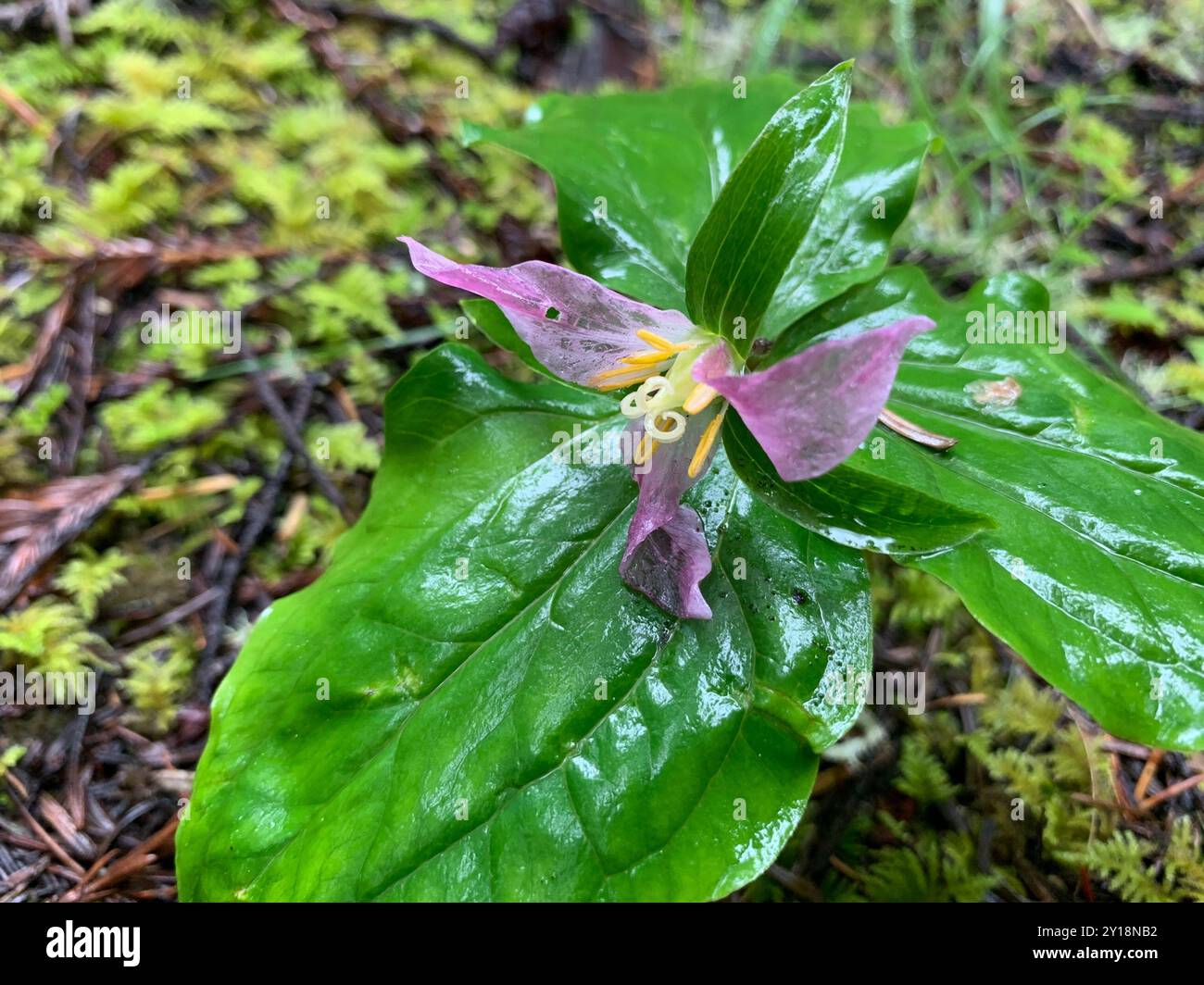 Pacific trillium (Trillium ovatum) Plantae Stock Photo - Alamy