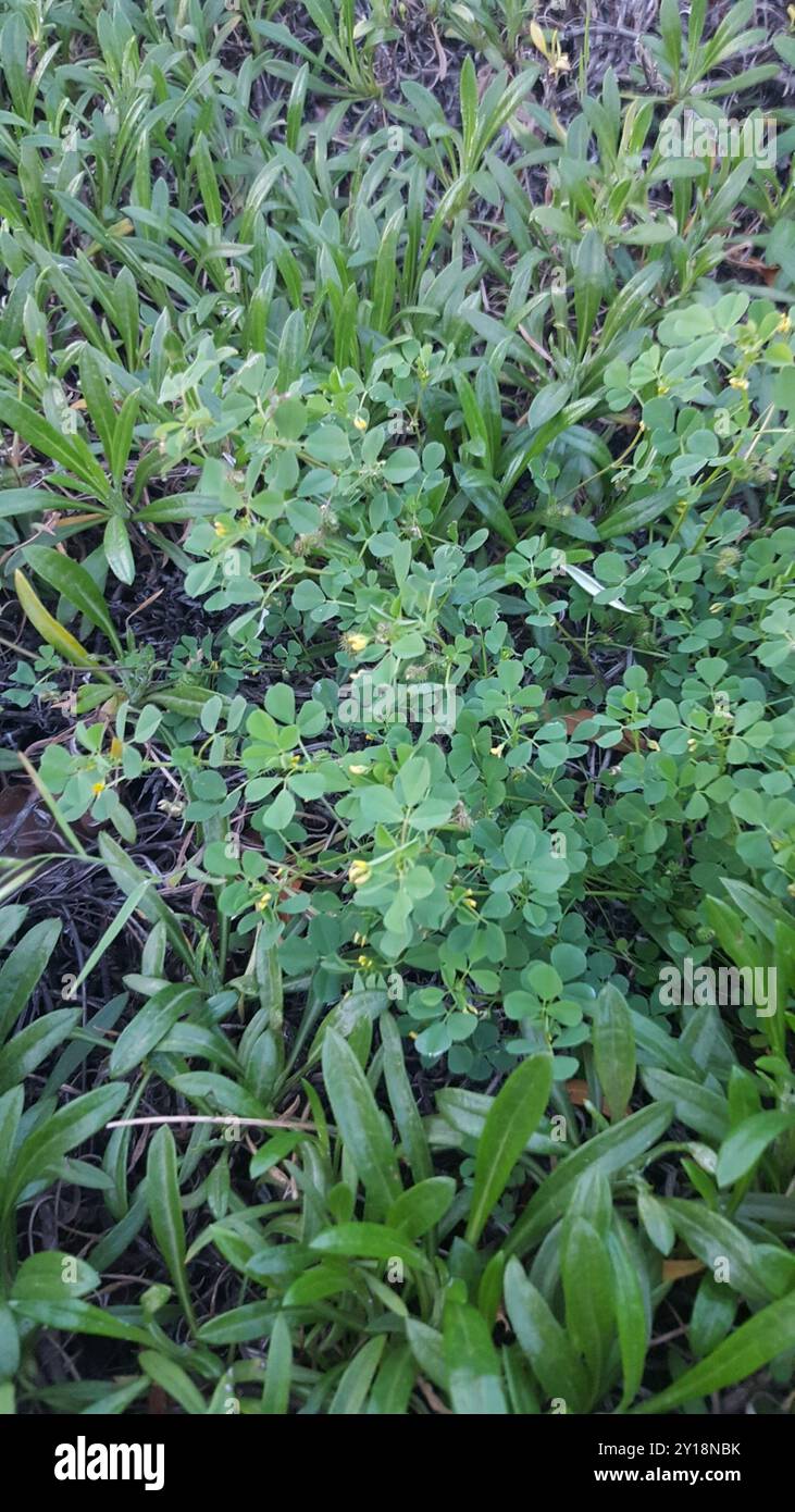 bur clover (Medicago polymorpha) Plantae Stock Photo - Alamy