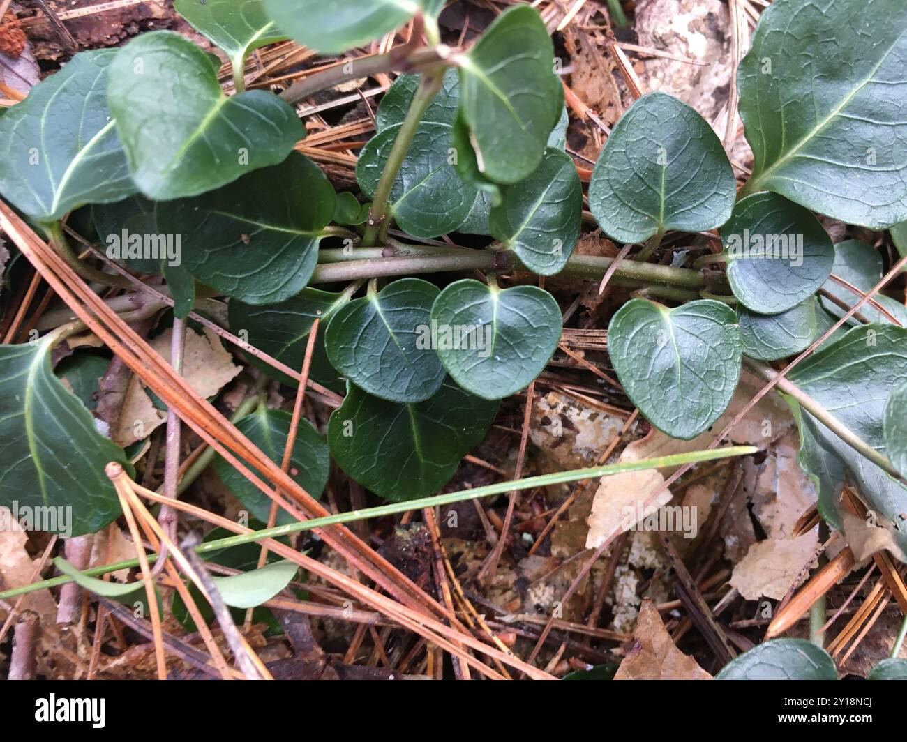 partridgeberry (Mitchella repens) Plantae Stock Photo - Alamy
