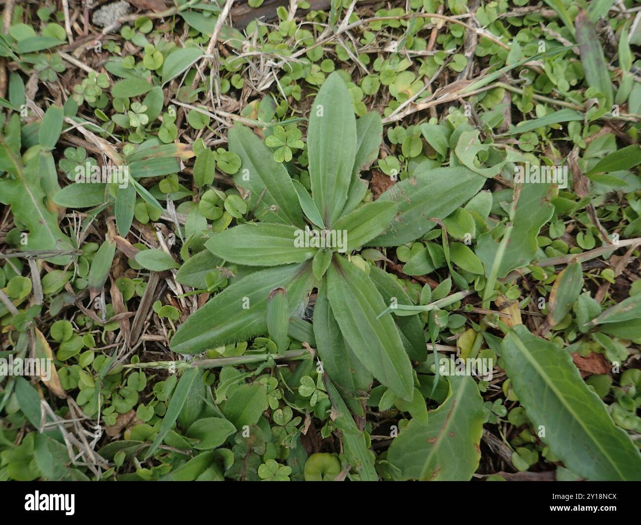 dwarf plantain (Plantago virginica) Plantae Stock Photo - Alamy