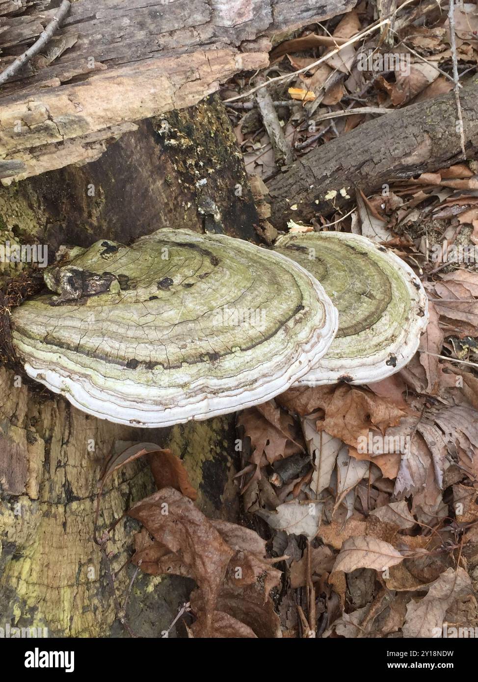 (Ganoderma megaloma) Fungi Stock Photo - Alamy